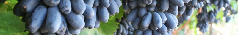 About Us – Southern Fruit Growers